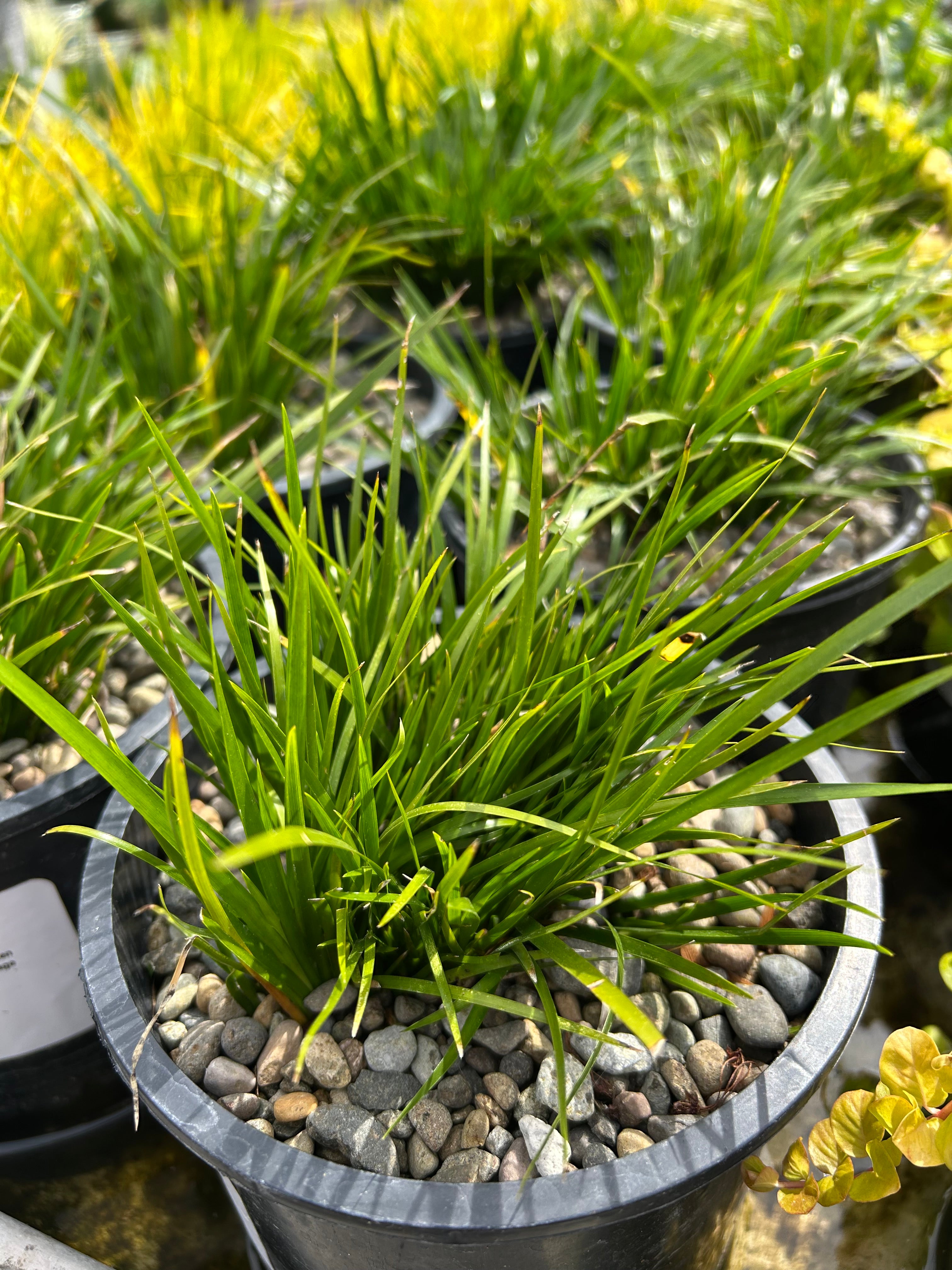 Acorus gramineus 'Pusillus' / Dwarf Japanese Sweet Flag – Hughes Water ...