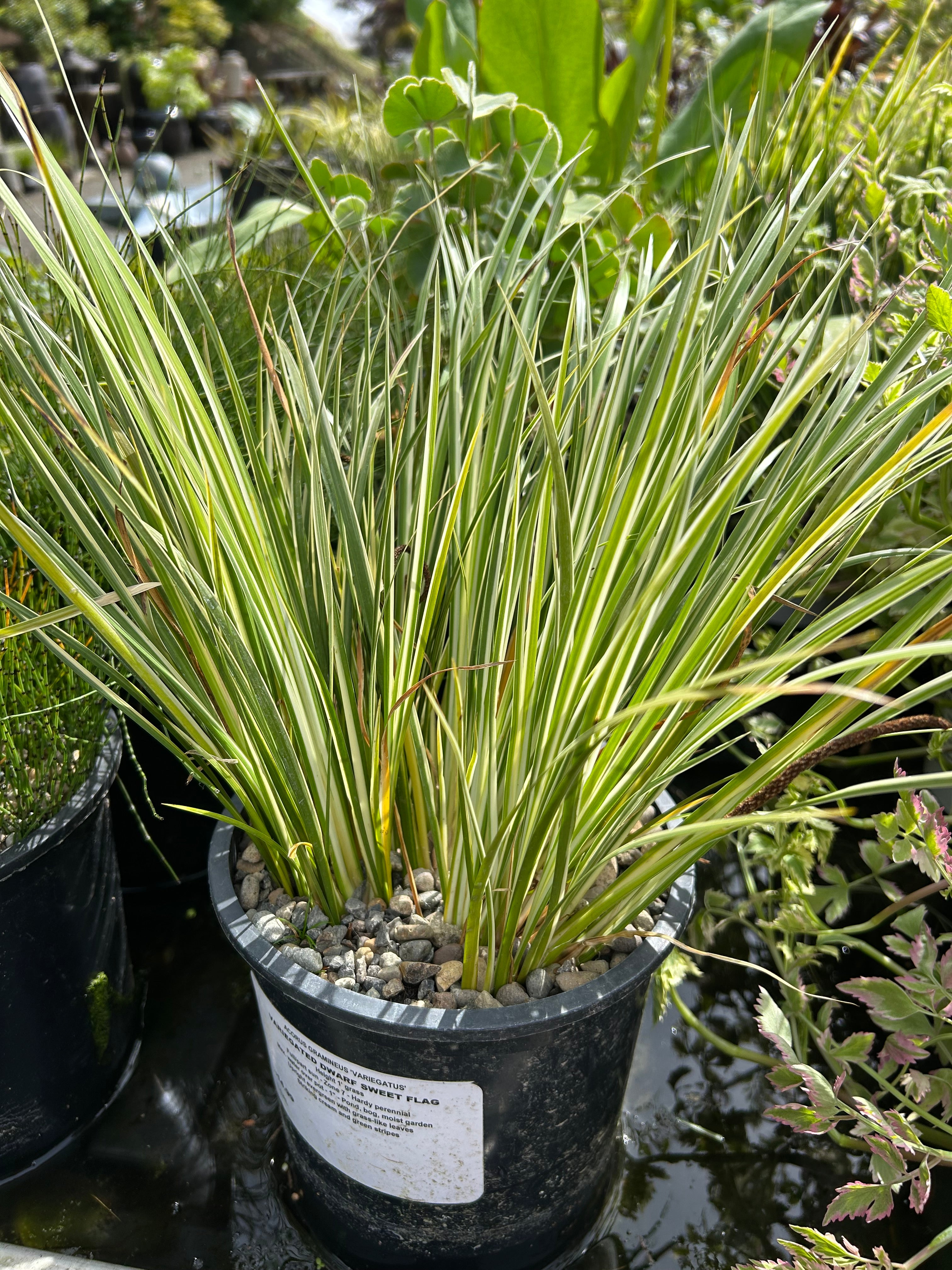 Acorus gramineus 'Variegatus' / Variegated Dwarf Sweet Flag – Hughes ...