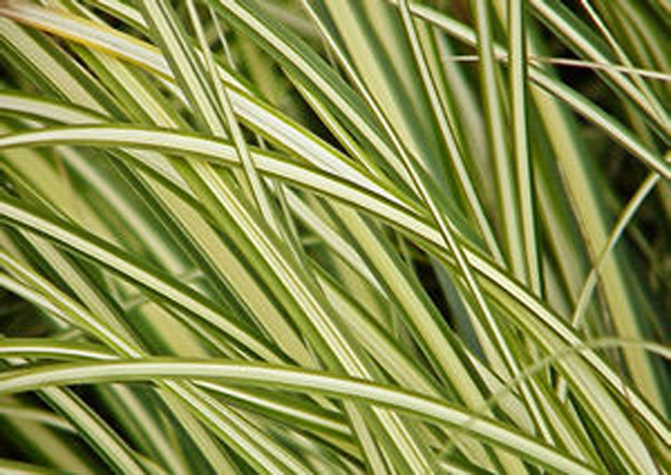 Acorus gramineus 'Variegatus' / Variegated Dwarf Sweet Flag – Hughes ...